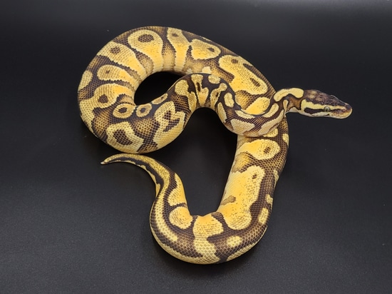 Pastel Enchi Yellow Belly Ball Python by CV Exotics inc.