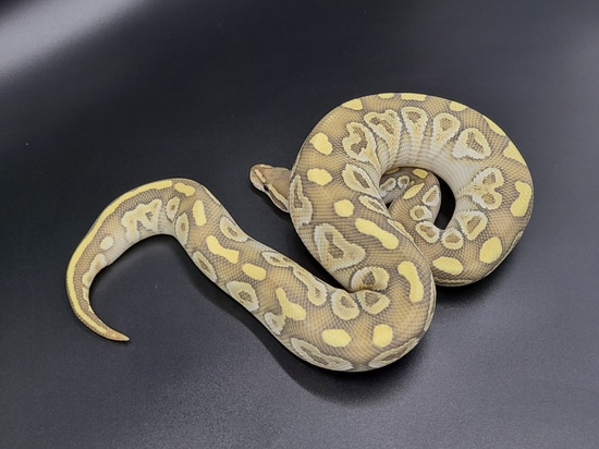 Lesser Ghost 66% Het Caramel Ball Python by CV Exotics inc.