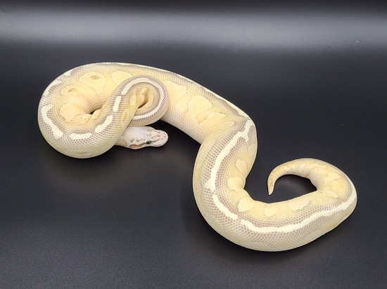 Super Pastel Lesser Fire Ball Python by CV Exotics inc.