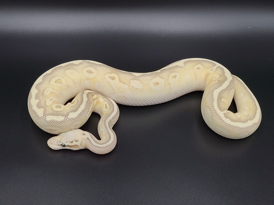 Super Pastel Mojave Fire Ball Python by CV Exotics inc.
