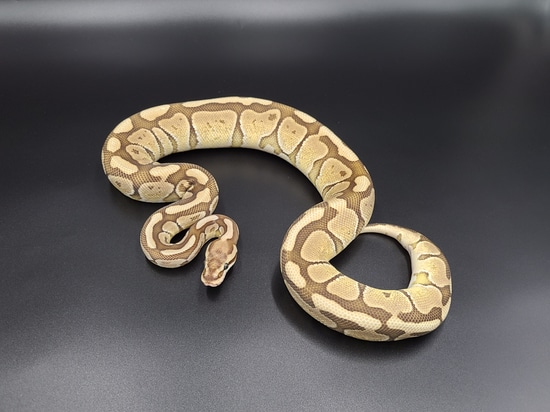 Woma Lesser Ball Python by CV Exotics inc.