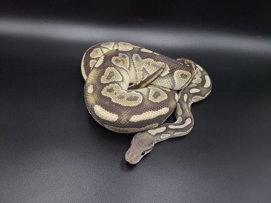 Black Pastel Ghost 66% Het Caramel Glow Ball Python by CV Exotics inc.