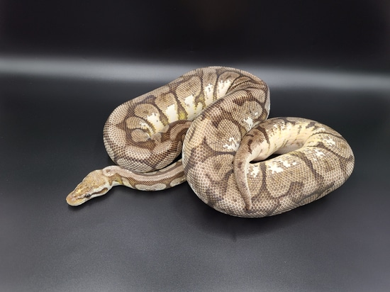 Black Widow Granite Ball Python by CV Exotics inc.