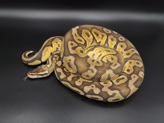 Super Pastel Ball Python by CV Exotics inc.