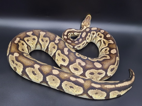 Pastel Ball Python by CV Exotics inc.
