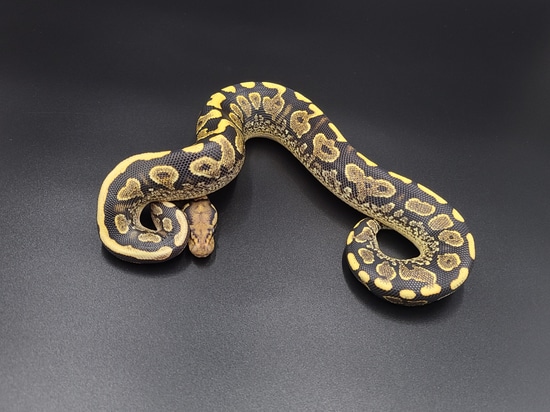 White Lace Yellow Belly Ball Python by CV Exotics inc.