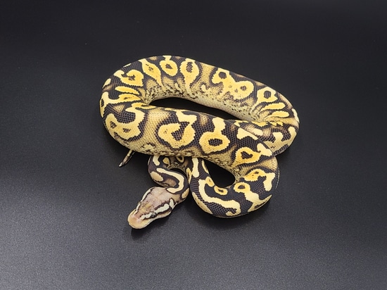White Lace Pastel Yellow Belly Ball Python by CV Exotics inc.