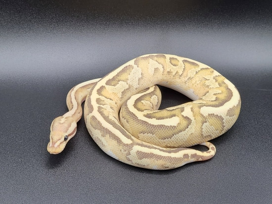 White Lace Disco Fire Ball Python by CV Exotics inc.