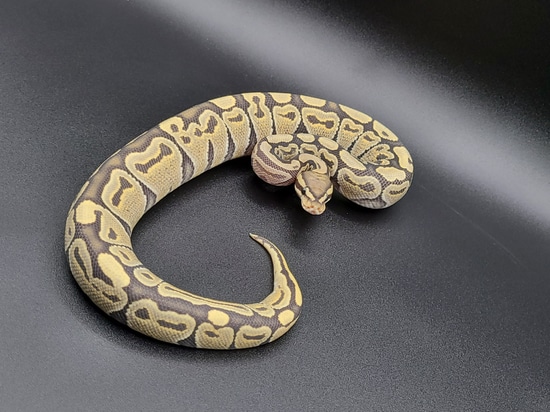 Ghost 100% Het Caramel Ball Python by CV Exotics inc.