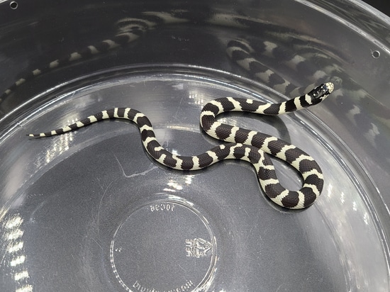 Banded California Kingsnake by CV Exotics inc.