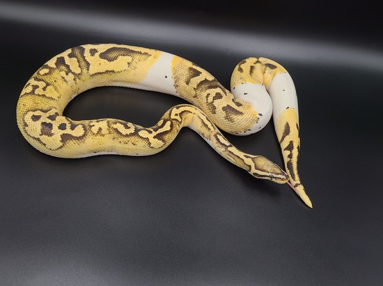 Pied Pastel Vanilla Ball Python by CV Exotics inc.
