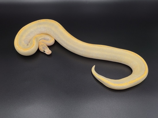 Mimosa Ball Python by CV Exotics inc.