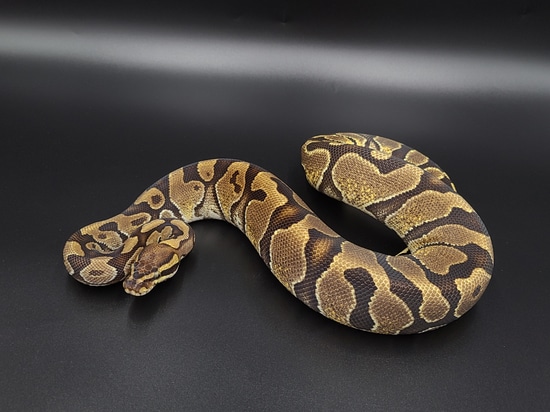 Enchi 100% Het Pied Ball Python by CV Exotics inc.
