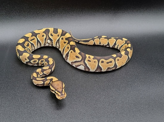 Lace 100% Het Clown Ball Python by CV Exotics inc.