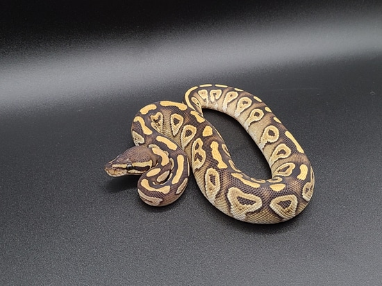 Mojave Ball Python by CV Exotics inc.