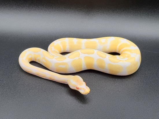 Albino Ball Python by CV Exotics inc.
