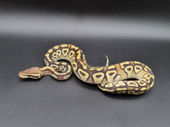Mojave Ball Python by CV Exotics inc.