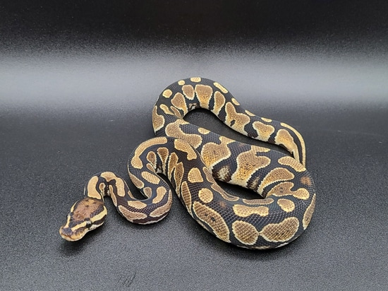 Lace 100% Het Clown Ball Python by CV Exotics inc.