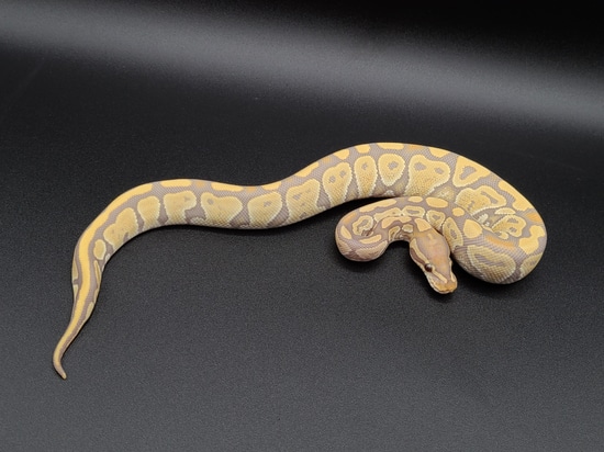 Caramel Glow Ball Python by CV Exotics inc.