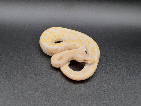 Lavender Ball Python by CV Exotics inc.