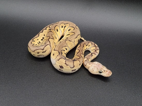 Clown Pastel Ball Python by CV Exotics inc.