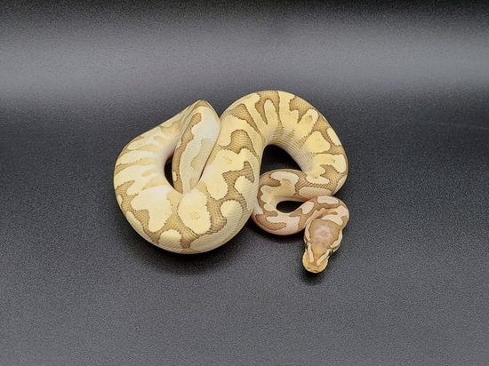 Bamboo Enchi Ball Python by CV Exotics inc.