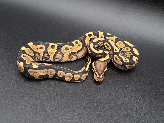 Lace Yellow Belly Ball Python by CV Exotics inc.