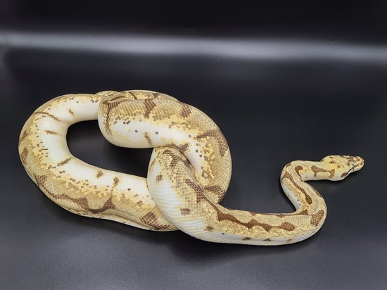 Enchi Bumble Bee Ball Python by CV Exotics inc.