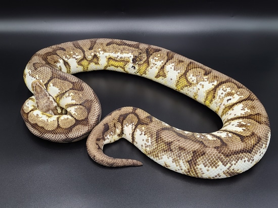 Black Widow Ball Python by CV Exotics inc.