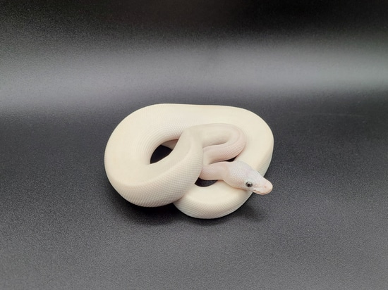 Lucy (Lesser X Mojave) Ball Python by CV Exotics inc.