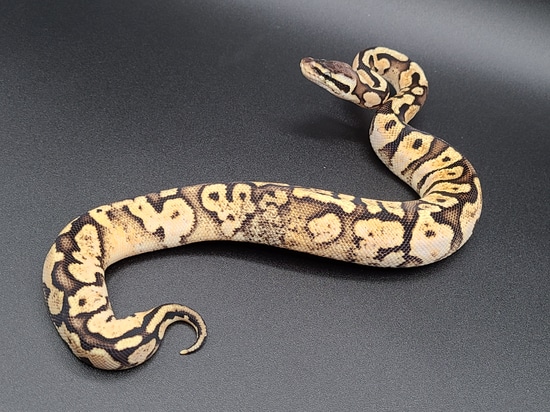 Calico Pastel 100% Het Clown Ball Python by CV Exotics inc.