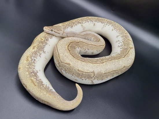 Kingspin Granite Ball Python by CV Exotics inc.