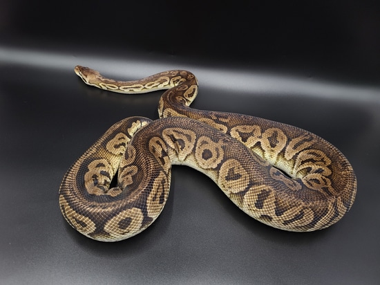 Black Pewter Ball Python by CV Exotics inc.