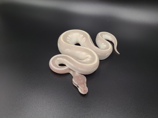 Mystic Potion Ball Python by CV Exotics inc.