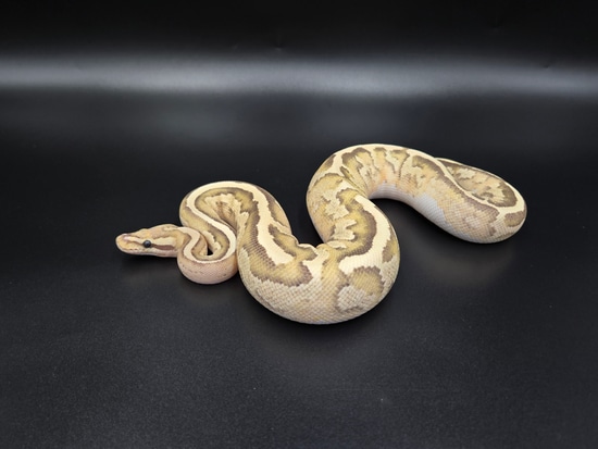 White Lace Disco Fire Ball Python by CV Exotics inc.