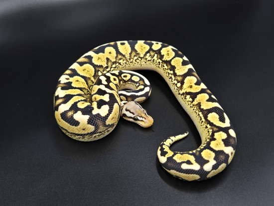 White Lace Pastel Ball Python by CV Exotics inc.