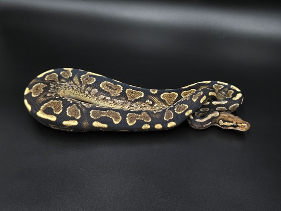 White Lace Yellow Belly Ball Python by CV Exotics inc.