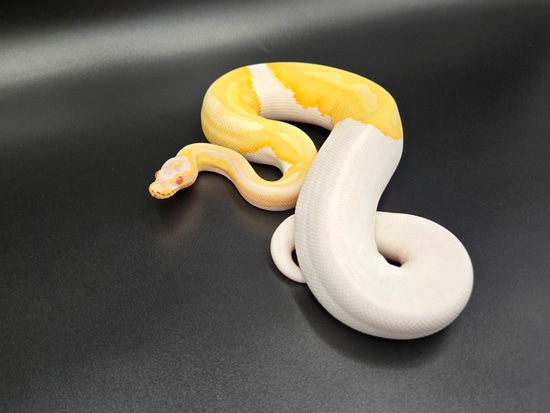 Albino Pied Ball Python by CV Exotics inc.