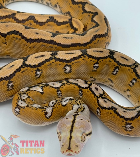 2022 Mochino Motley Reticulated Python by Titan Retics