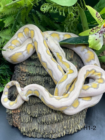 Orange Glow Motley Jag Reticulated Python by Titan Retics