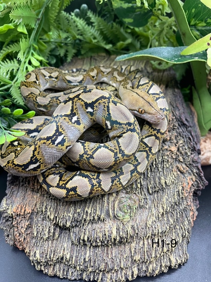 25% Sd Normal 100% Het Anery 66% Poss Het Albino Reticulated Python by ...