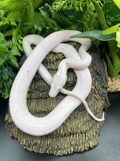 Golden Child Cow 100% Het Albino ( From Lav) 66% Het Titanium ...