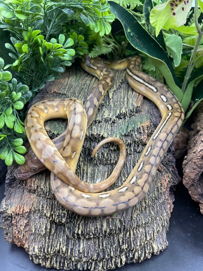 Marble Sunfire Tiger Reticulated Python by Titan Retics