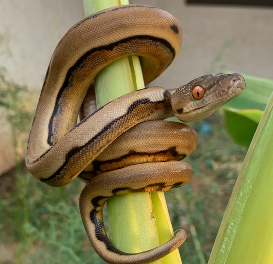 Genetic Stripe Sunfire Poss Het Albino Reticulated Python by West Coast ...