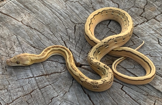 Phantom Sunfire Platinum Het Genetic Stripe Poss Het Albino Reticulated ...