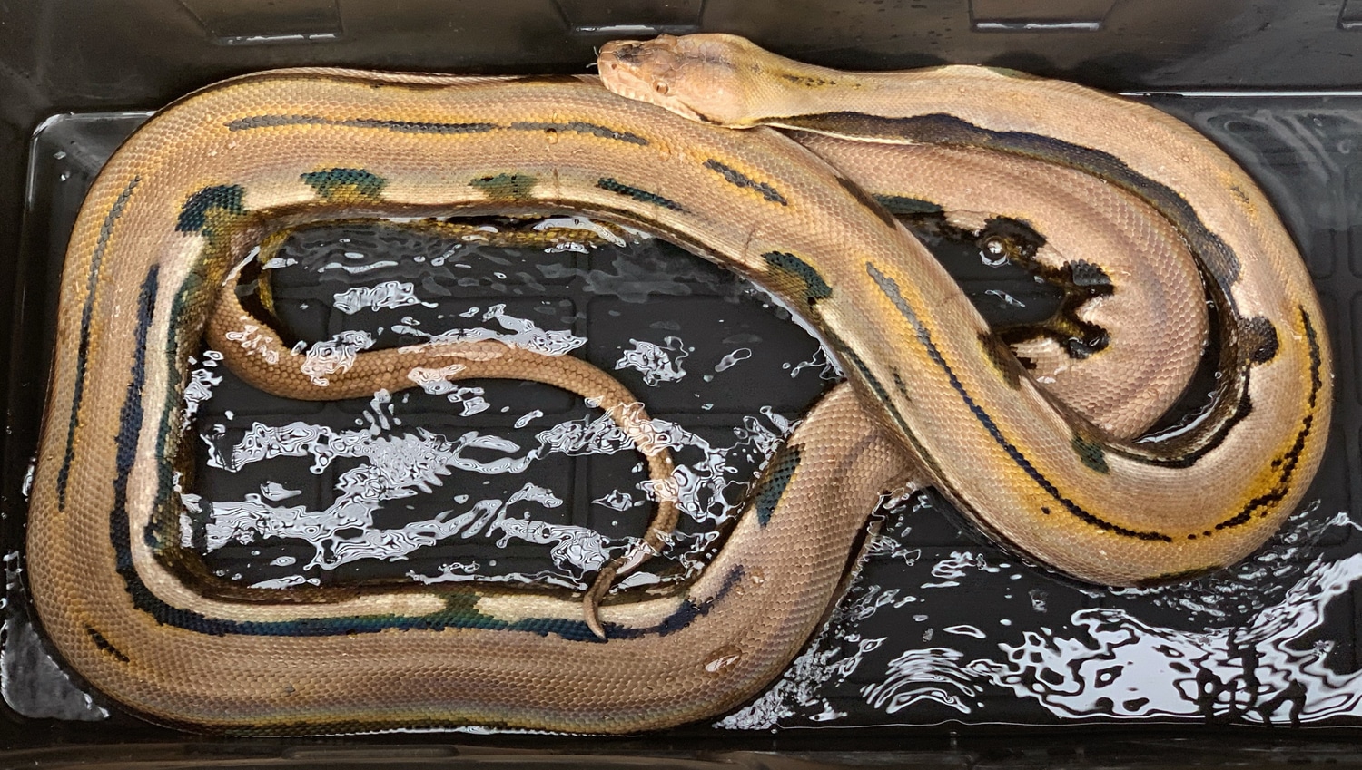 Genetic Stripe Breeding Group - 4 Full Grown Animals Reticulated Python ...