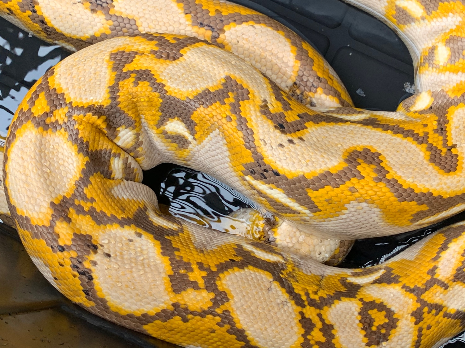 Paradox Mochino Reticulated Python by West Coast Retics & Reptiles ...