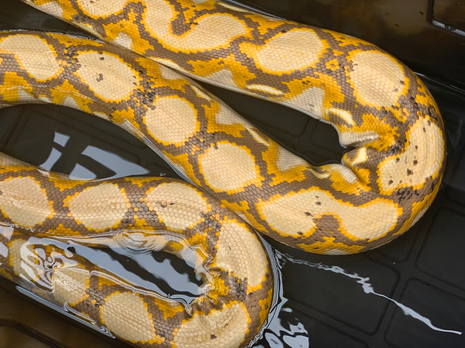 Paradox Mochino Reticulated Python by West Coast Retics & Reptiles ...