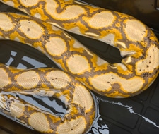 Paradox Mochino Reticulated Python by West Coast Retics & Reptiles ...