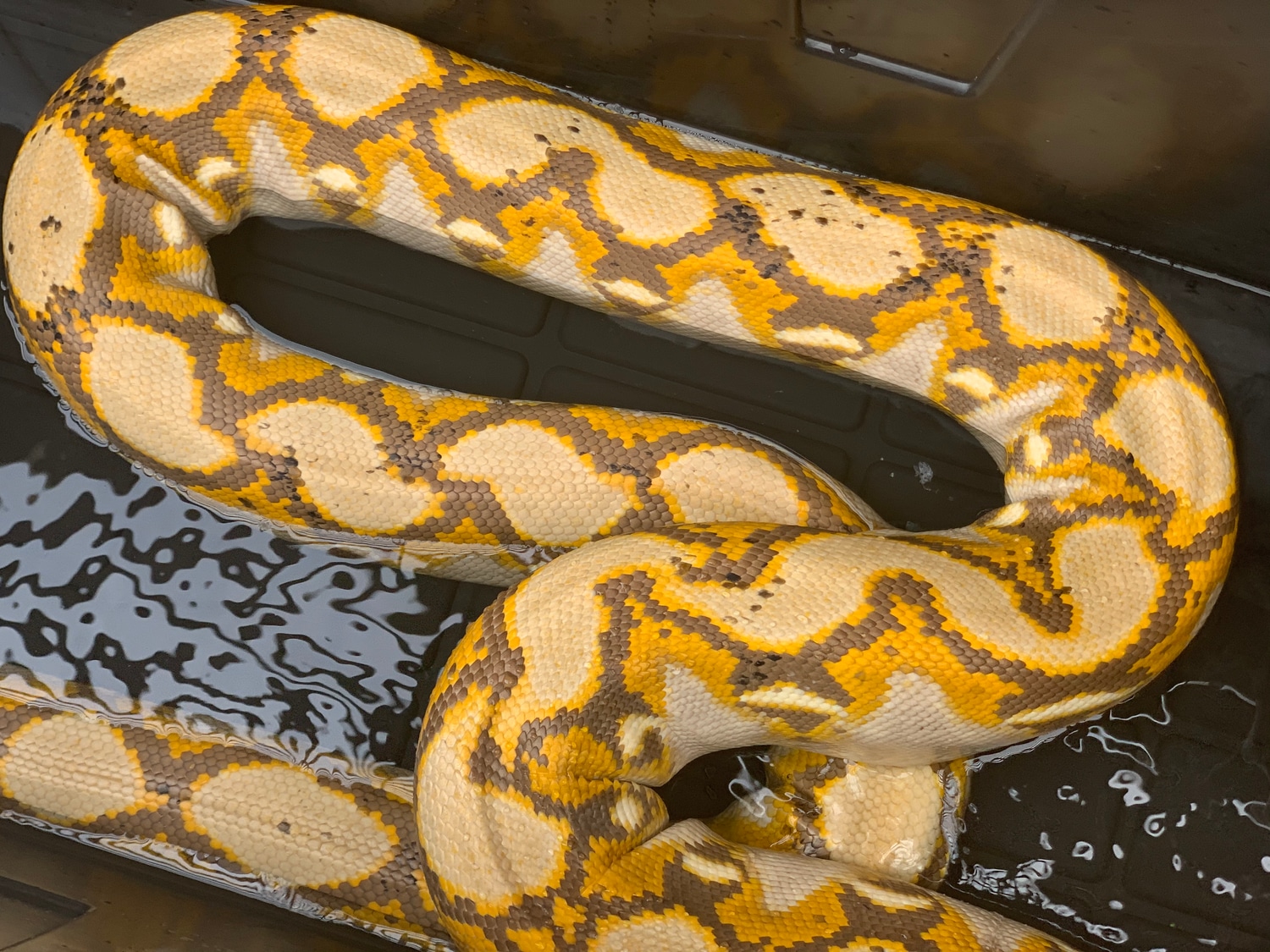 Paradox Mochino Reticulated Python by West Coast Retics & Reptiles ...
